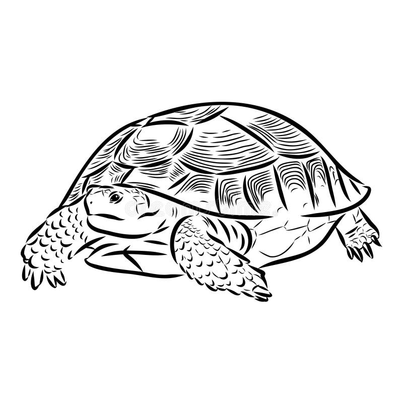 Turtle in Outlines - Vector Illustration. Asian Land Turtle, Vector ...