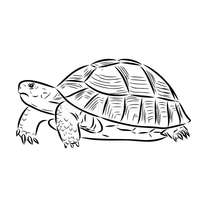 Turtle in Outlines - Vector Illustration. Asian Land Turtle, Vector ...