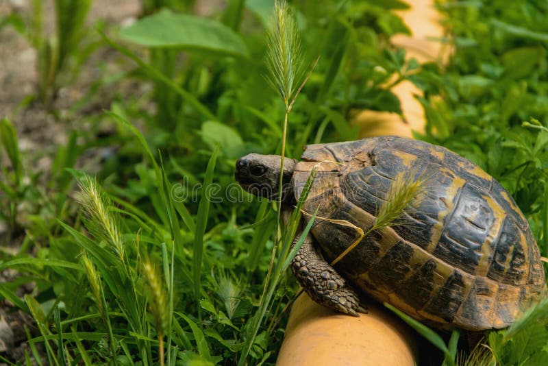 Turtle Over the Pipe Overcoming Obstacles Stock Photo - Image of live ...