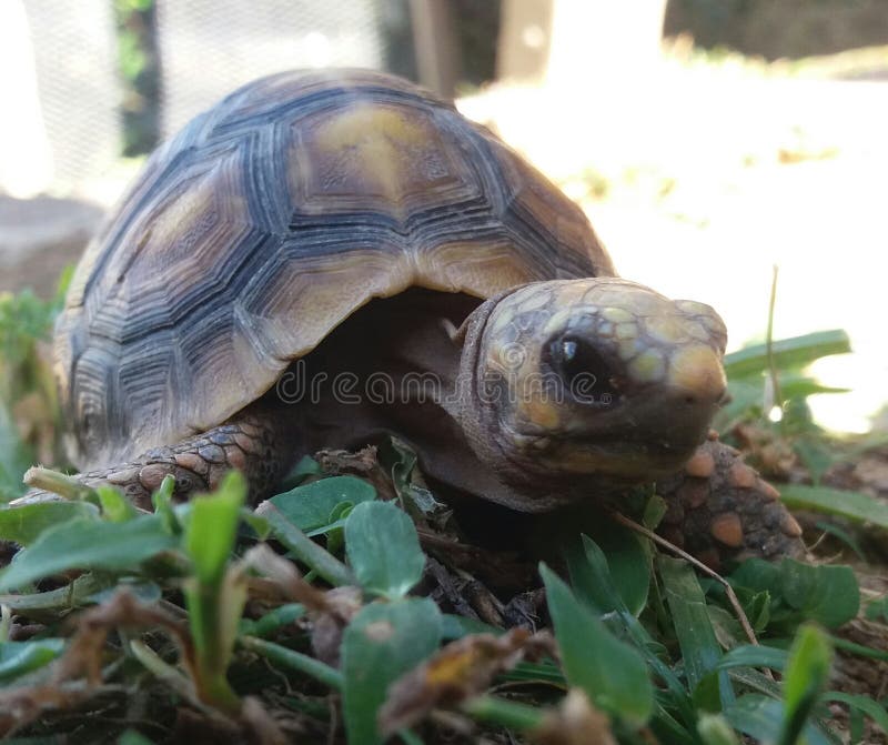 Turtle over world stock photo. Image of pets, world, tortoise - 85584884