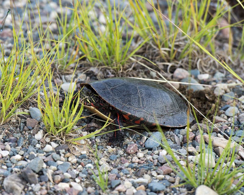 Turtle Painted Photo. Turtle Painted Laying Eggs. Painted Turtle ...