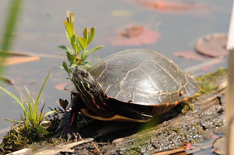 Turtle Painted Photo. Turtle Painted on a Log in the Pond. Painted ...