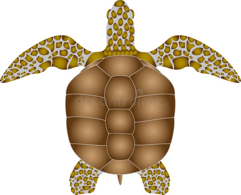 Turtle Top View Stock Illustrations – 706 Turtle Top View Stock ...