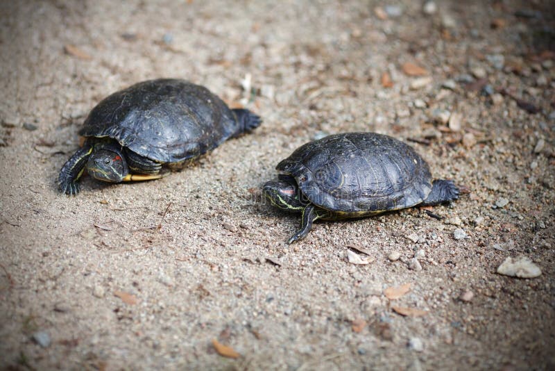Turtle pair stock photo. Image of species, dwelling, concentric - 20350210
