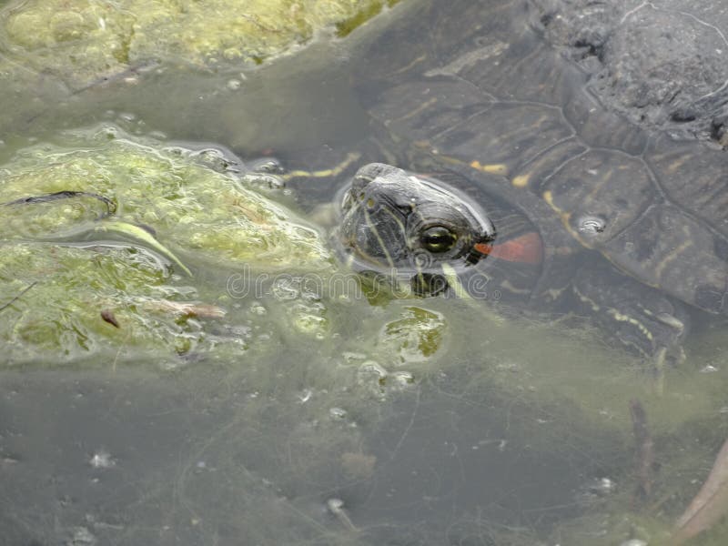 A Turtle Partially Submerged in Murky Water, with Algae-covered Shell ...