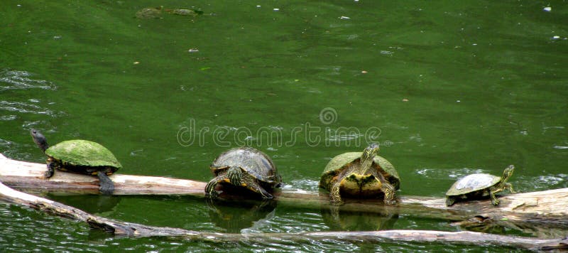 Turtle Party Picture. Image: 84924672