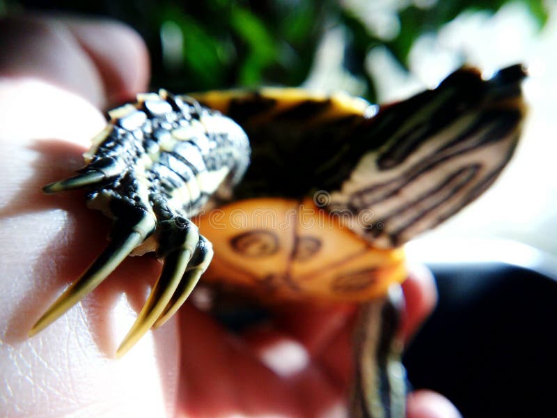 Turtle paw stock photo. Image of nails, closeup, animal - 82140326