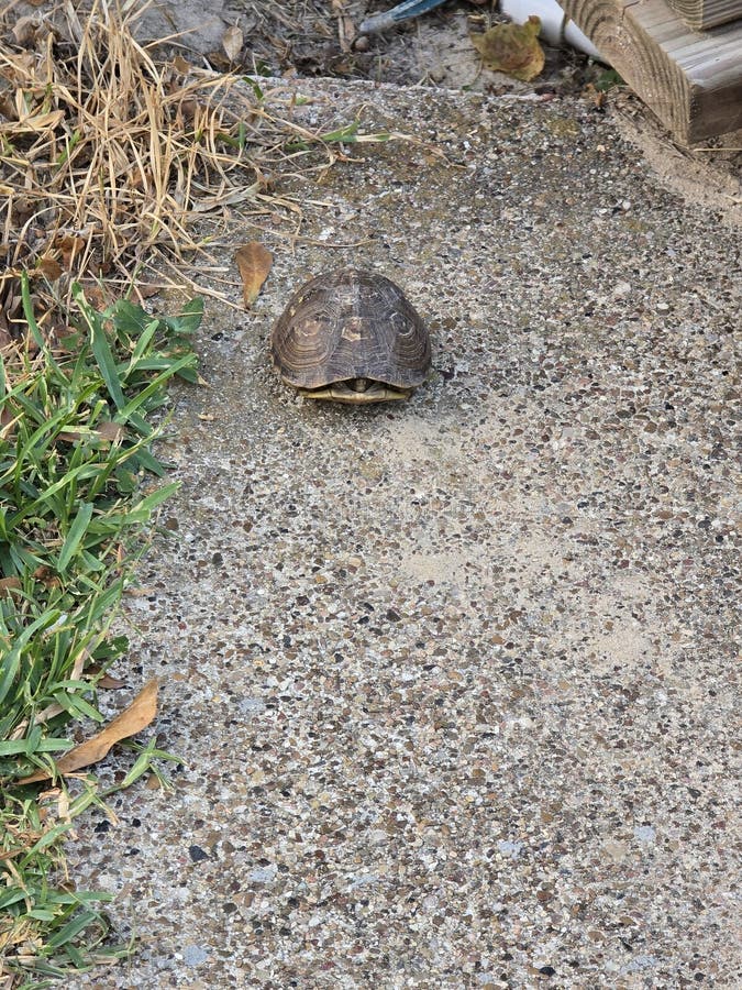 Turtle Peaking Out of the Front of the Shell Stock Image - Image of ...
