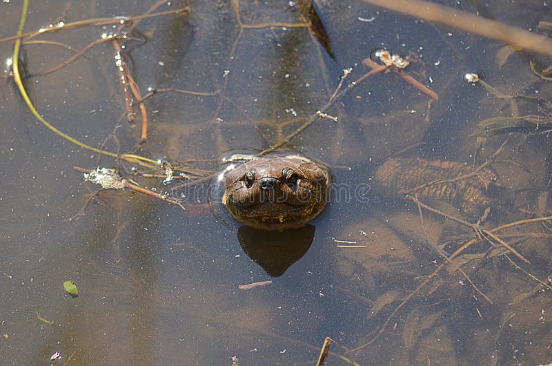 Turtle Peaking Out of the Water Stock Image - Image of young, fauna ...
