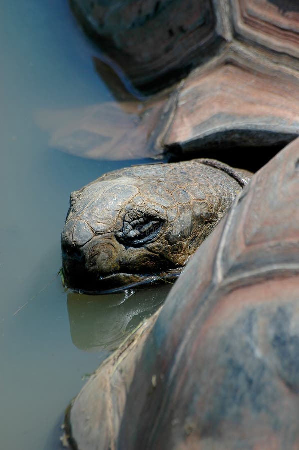 Turtle Peeking Out of Water Stock Image - Image of turtle, tortoise ...