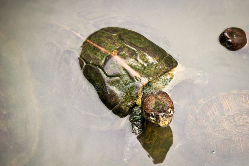 Sea Turtle Peeking Out of the Water. Near Isla De La Plata, Off the ...