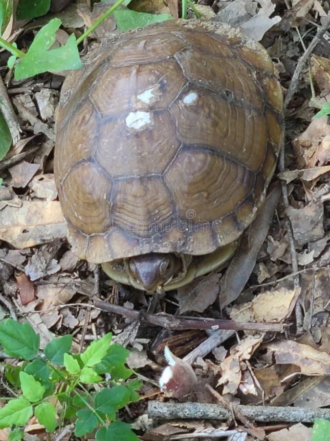 The Turtle Peeks Out of His Shell Stock Photo - Image of turtle ...