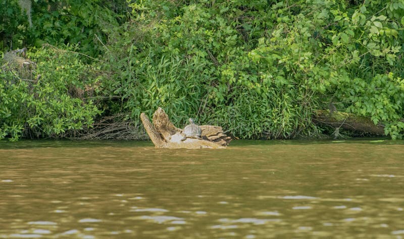 Turtle Perch on a Tree Stump Stock Photo - Image of animal, natural ...