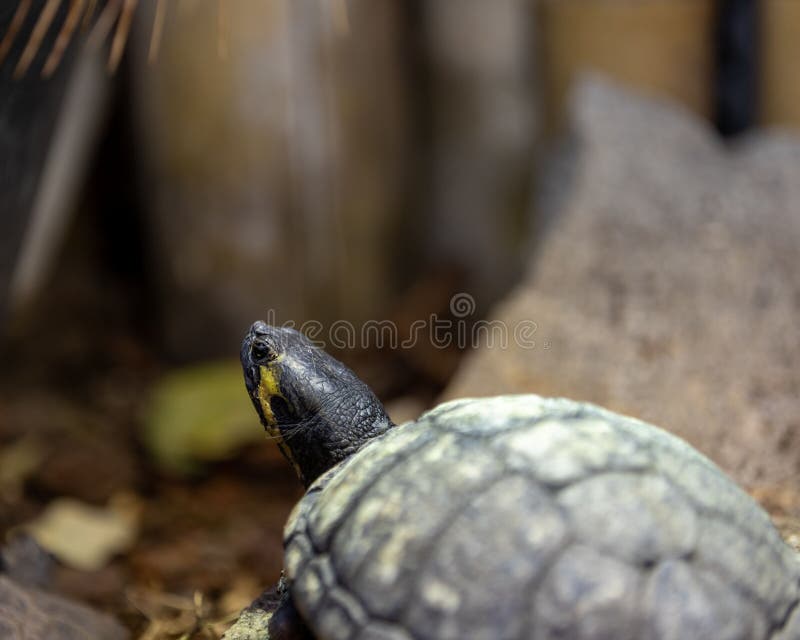 Turtle Perched on a Rock in the Water. Stock Photo - Image of patient ...