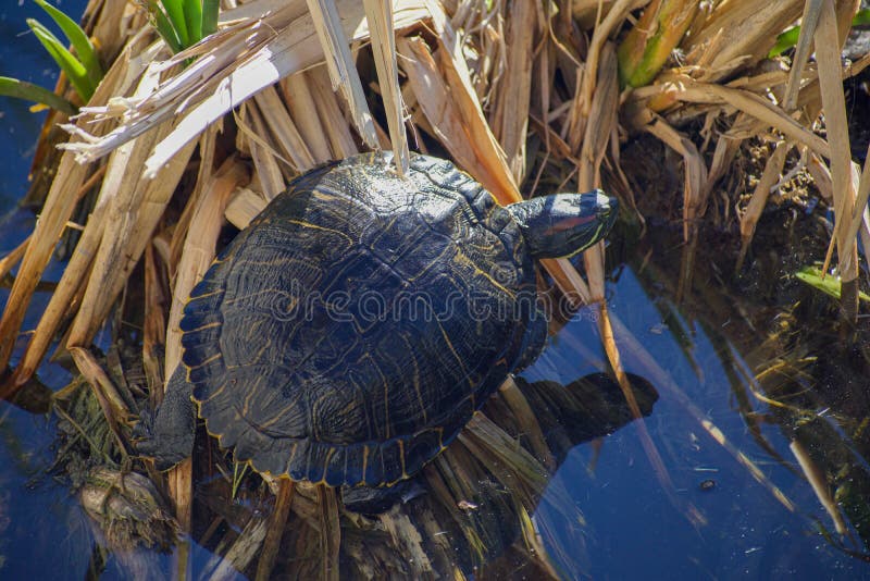 Turtle Perched on Cluster of Reeds in Wetlands Pond. Stock Image ...