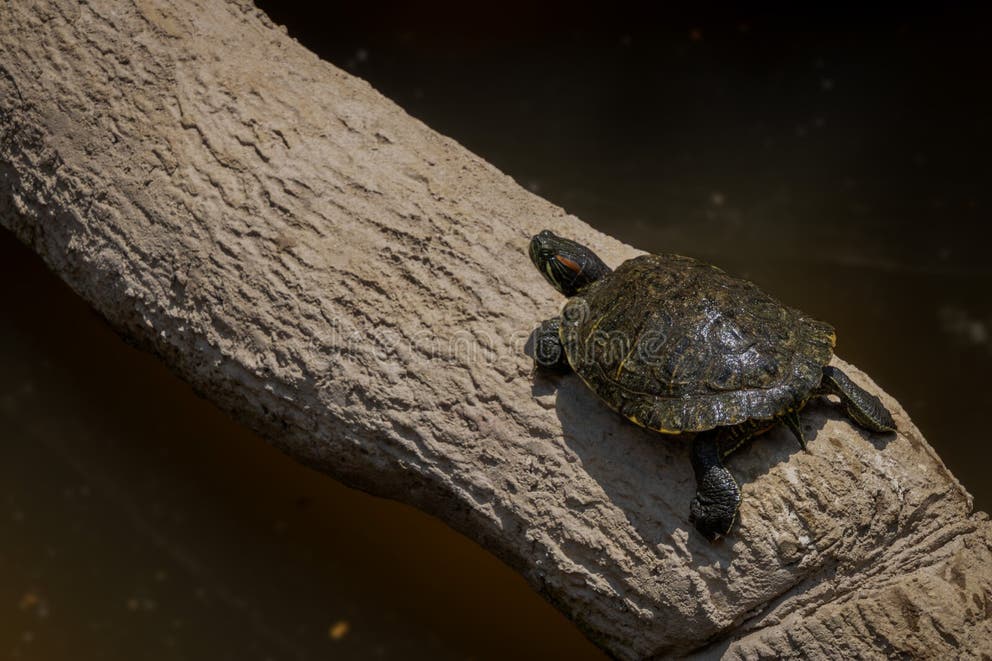 Turtle Perched on a Log in the Water. Stock Photo - Image of turtle ...