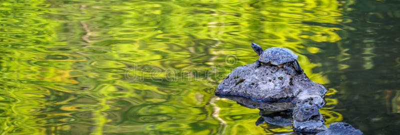 Turtle Perched on a Rock in the Water. Stock Photo - Image of patient ...
