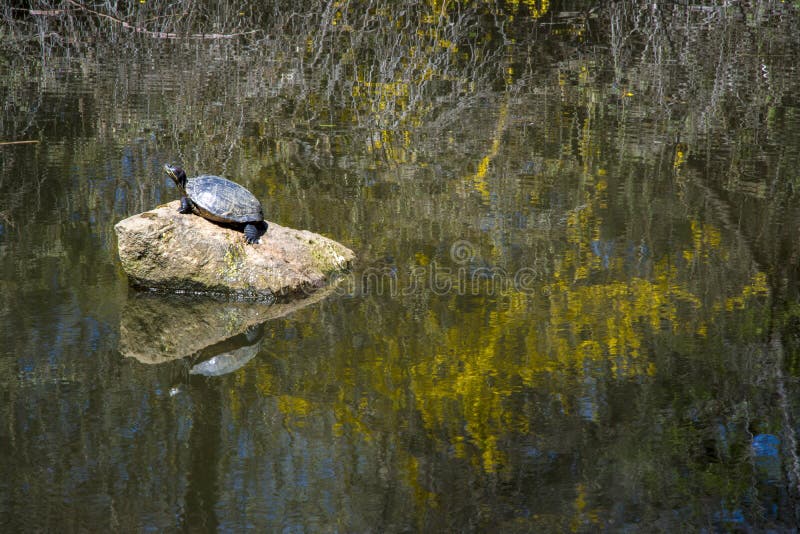 Turtle Perched on a Rock in a Pond Stock Image - Image of spring ...