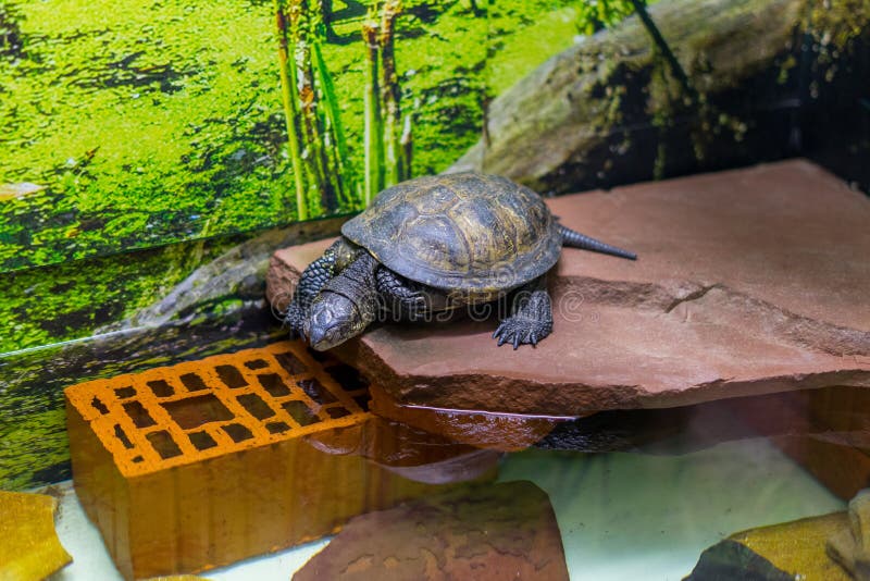 Turtle Perched on a Rock in a Terrarium Stock Photo - Image of perched ...