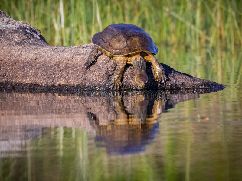 Turtle Perched on a Rock in the Water. Stock Photo - Image of patient ...