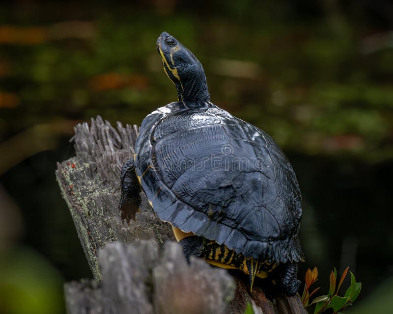 Turtle Perched on a Tree Stump in a Forest Stock Image - Image of ...