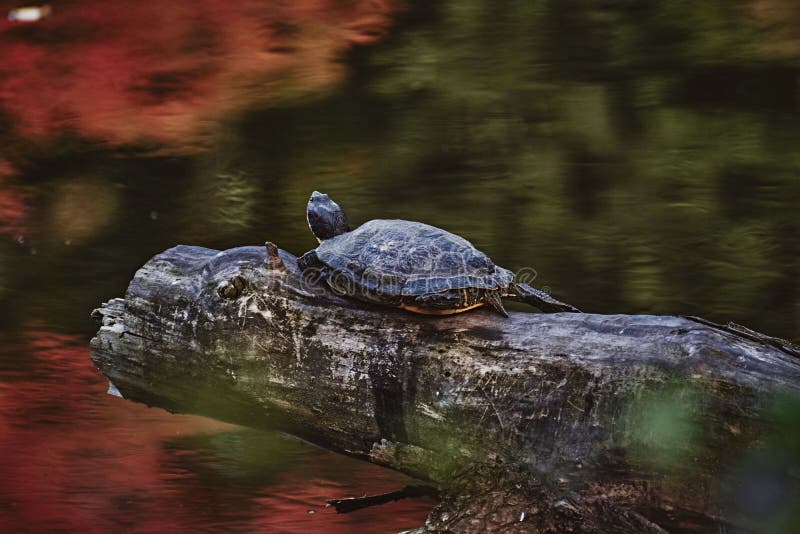 Turtle Perching on Tree Bark Stock Image - Image of tropical, nature ...