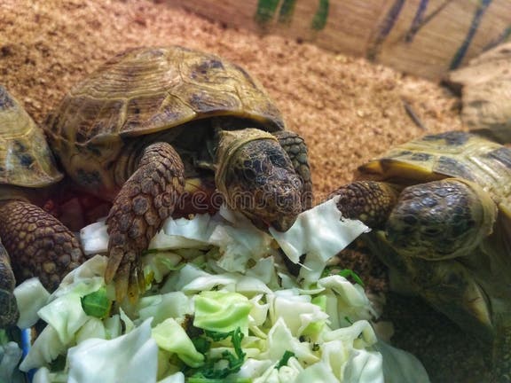 Turtle pet eating cabbage stock image. Image of three - 157198651