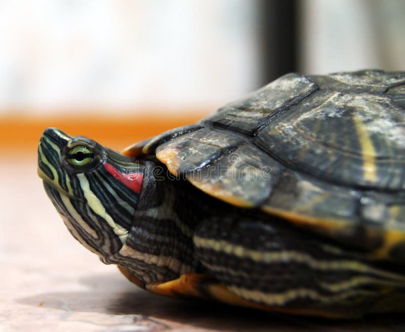 Turtle stock photo. Image of yellow, terrapins, sony - 78521698