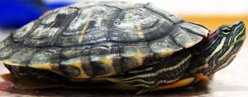 Turtle stock image. Image of head, graz, sight, eyes - 78522011