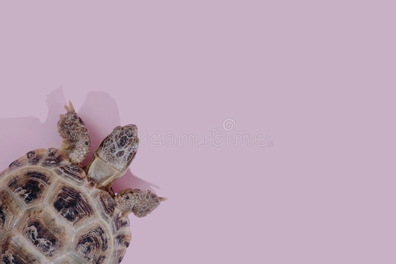 Pink Tortoise Stock Illustrations – 292 Pink Tortoise Stock ...