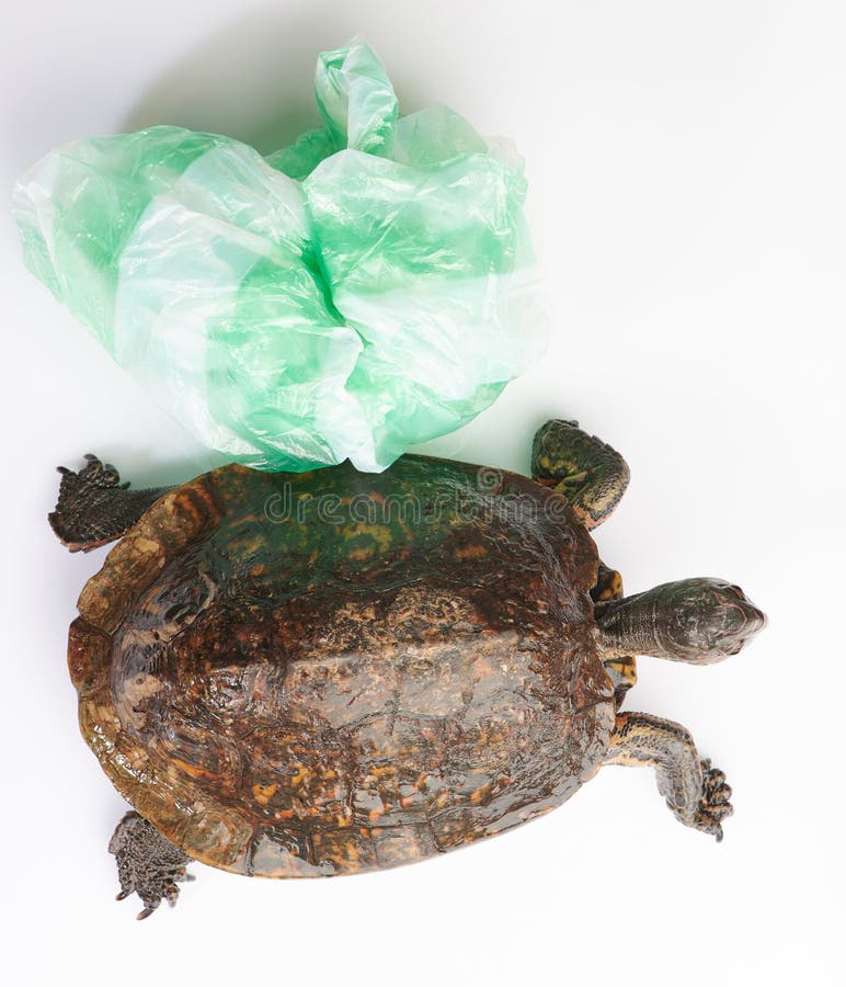 Turtle Stuck In Plastic Ring