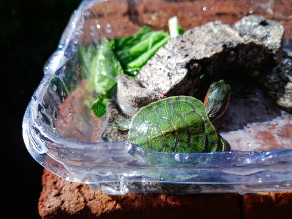 A Turtle in a Plastic Mica Container is Being Fed Vegetables Under the ...