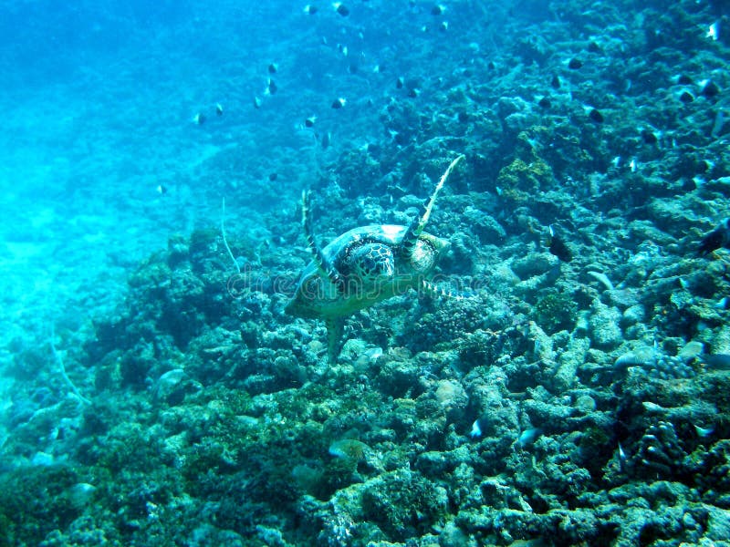 Turtle point stock photo. Image of reef, wilderness, watamu - 6874340