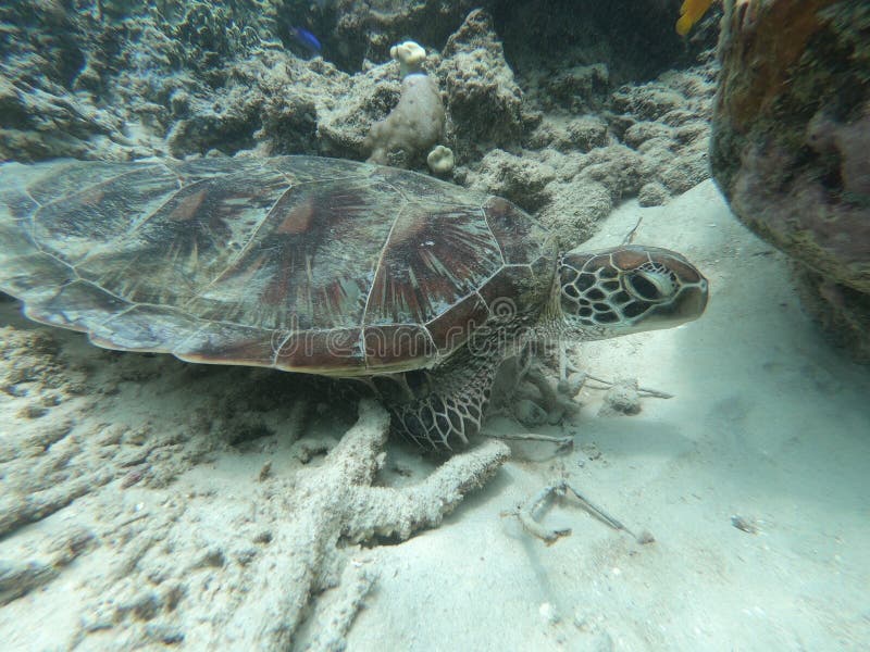 Turtle Point,coral Reef,underwater Stock Photo - Image of ...