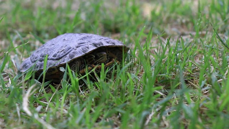 Turtle Poking Out His Head Shot. Too Slow Stock Footage - Video of ...
