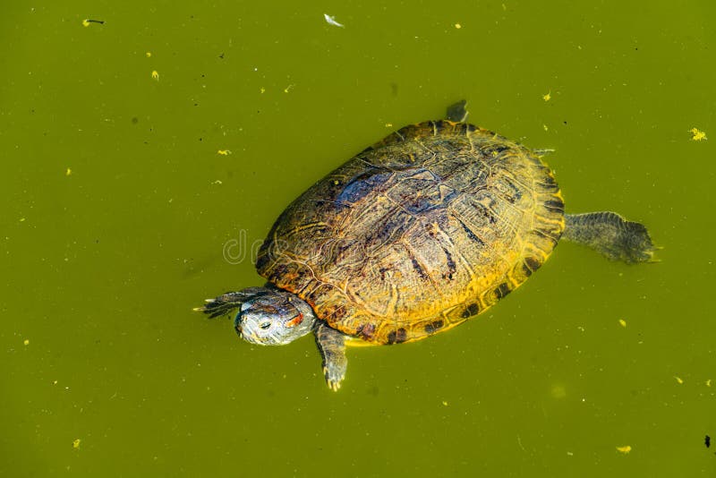 Turtle in the pond stock photo. Image of reptile, marsh - 321971068