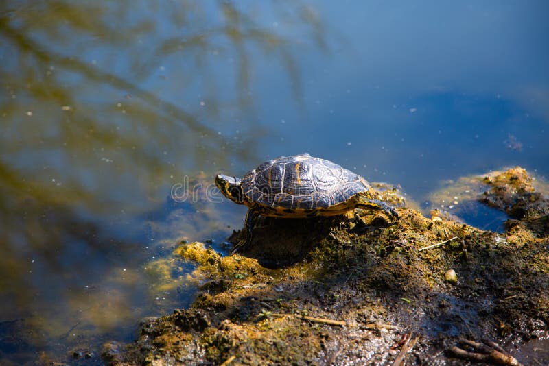 Turtle in the pond, animal stock photo. Image of blooming - 218199806