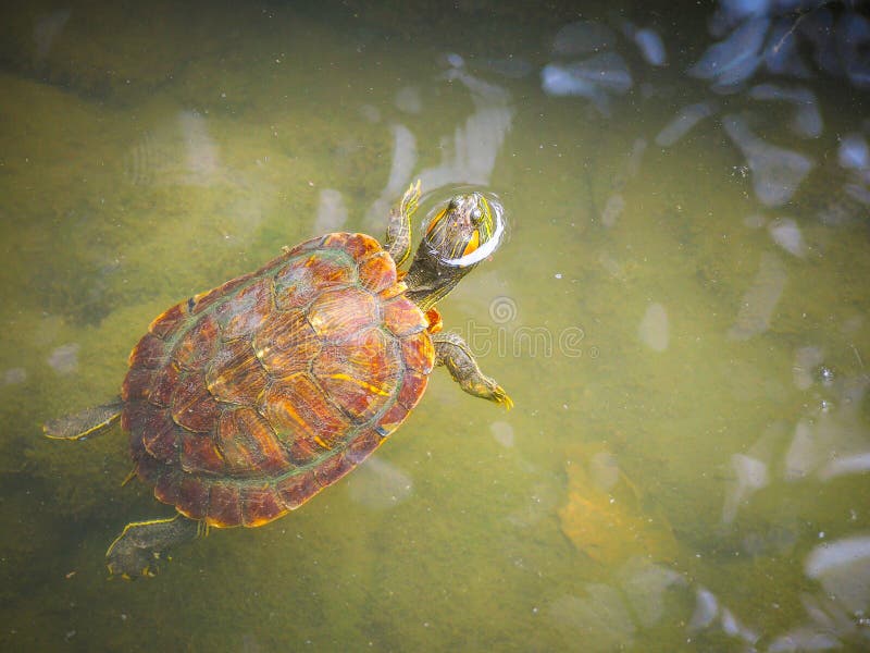 Turtle on the Pond,in Chongqing Zoo,China Stock Image - Image of blue ...