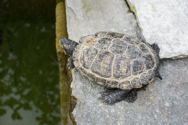 Two Turtles in Pond Close Up View Grey Shell Stock Image - Image of ...
