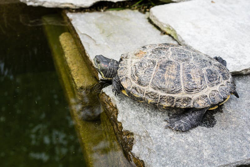 Turtle in Pond Close Up View Grey Shell Stock Photo - Image of life ...