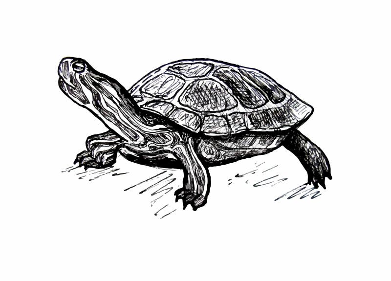 Red Slider Turtle Stock Illustrations – 87 Red Slider Turtle Stock ...