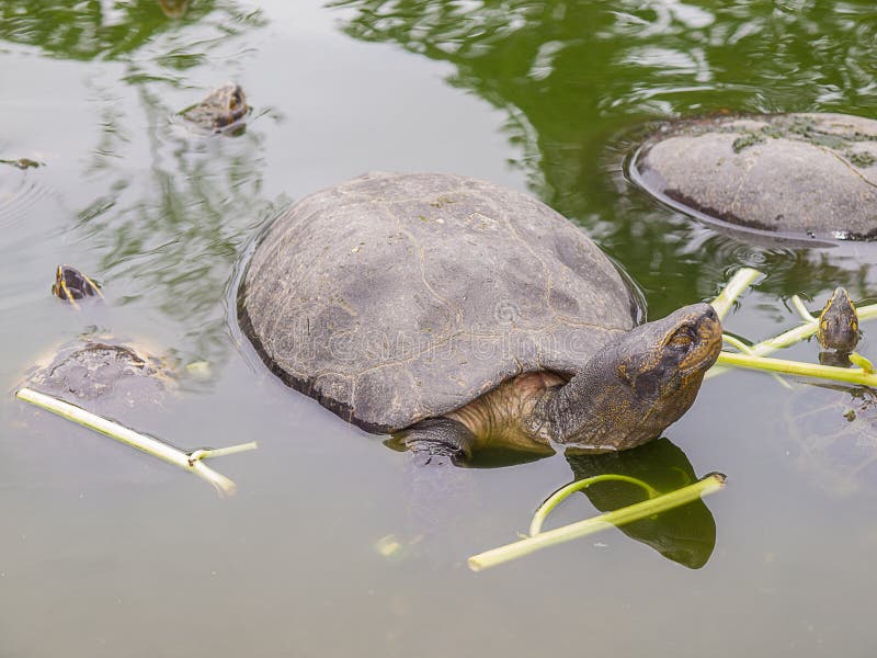 Turtle in the Pool in Thailand. Stock Photo - Image of color, green ...