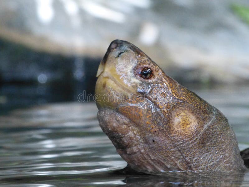 Turtle Popping Stock Photos - Free & Royalty-Free Stock Photos from ...