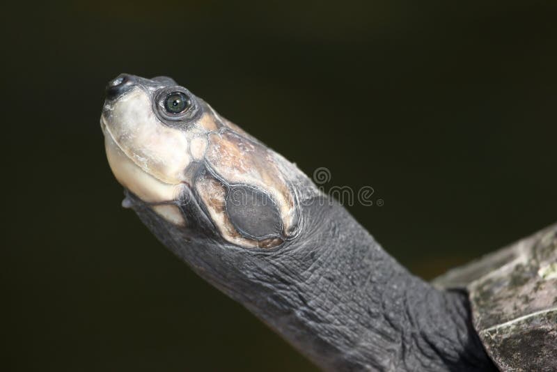 Turtle Portrait stock photo. Image of portrait, yellow - 21981124