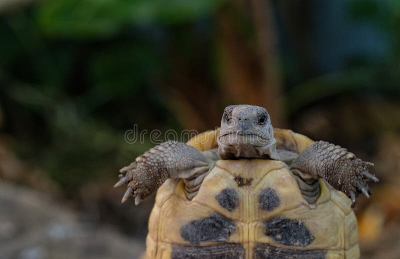 Turtle portrait stock image. Image of wild, nature, animals - 136283275