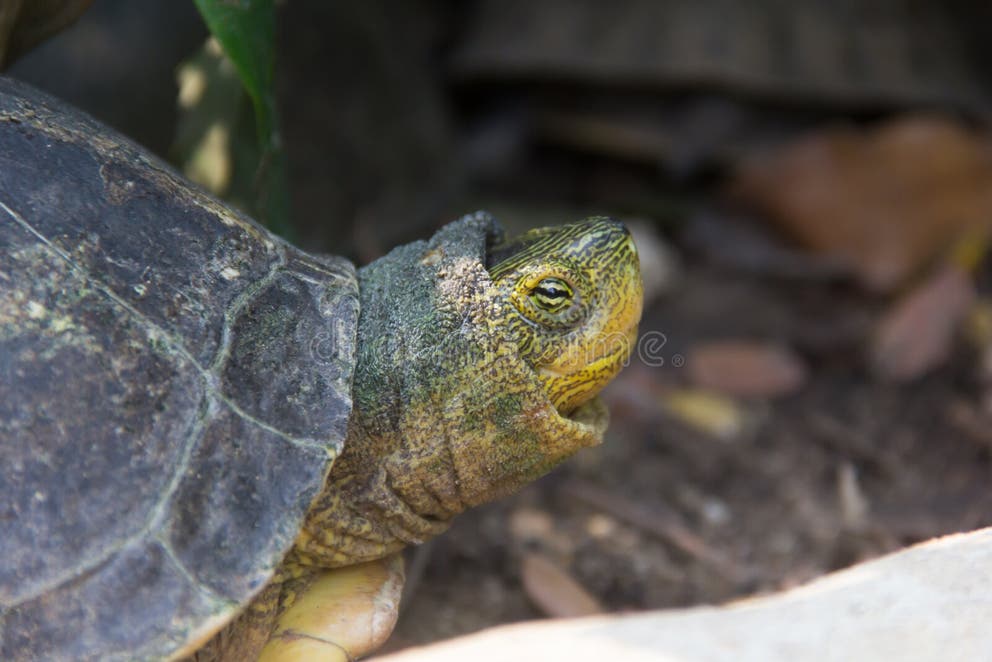 Turtle portrait stock photo. Image of terrestrial, muzzle - 50570418