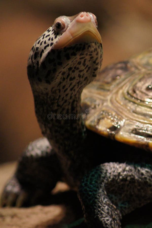 Turtle portrait stock image. Image of sunbath, turtle - 70811897