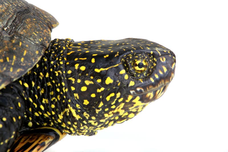 Turtle stock image. Image of wild, tortoise, white, yellow - 42191239