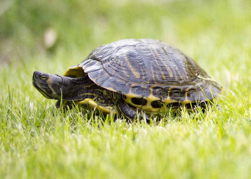 Turtle Portrait on Grass Isolate Stock Image - Image of pasture ...