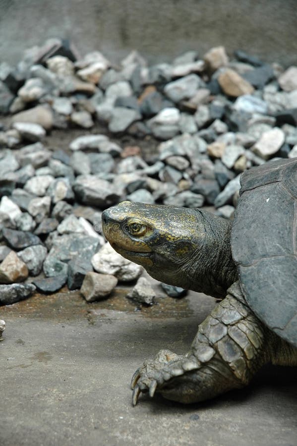 Turtle Portrait stock image. Image of close, stone, nature - 48032597